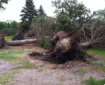 How to Handle Tree Storm Damage in Minnesota | Rainbow Treecare