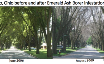 Emerald Ash Borer Continues to Spread in MN | Rainbow Treecare