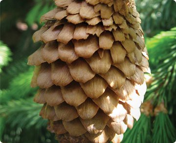 Expert Advice for Your Minnesota Trees | Rainbow Treecare