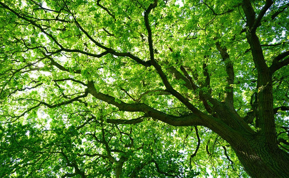 Mature Tree Benefits | Rainbow Treecare