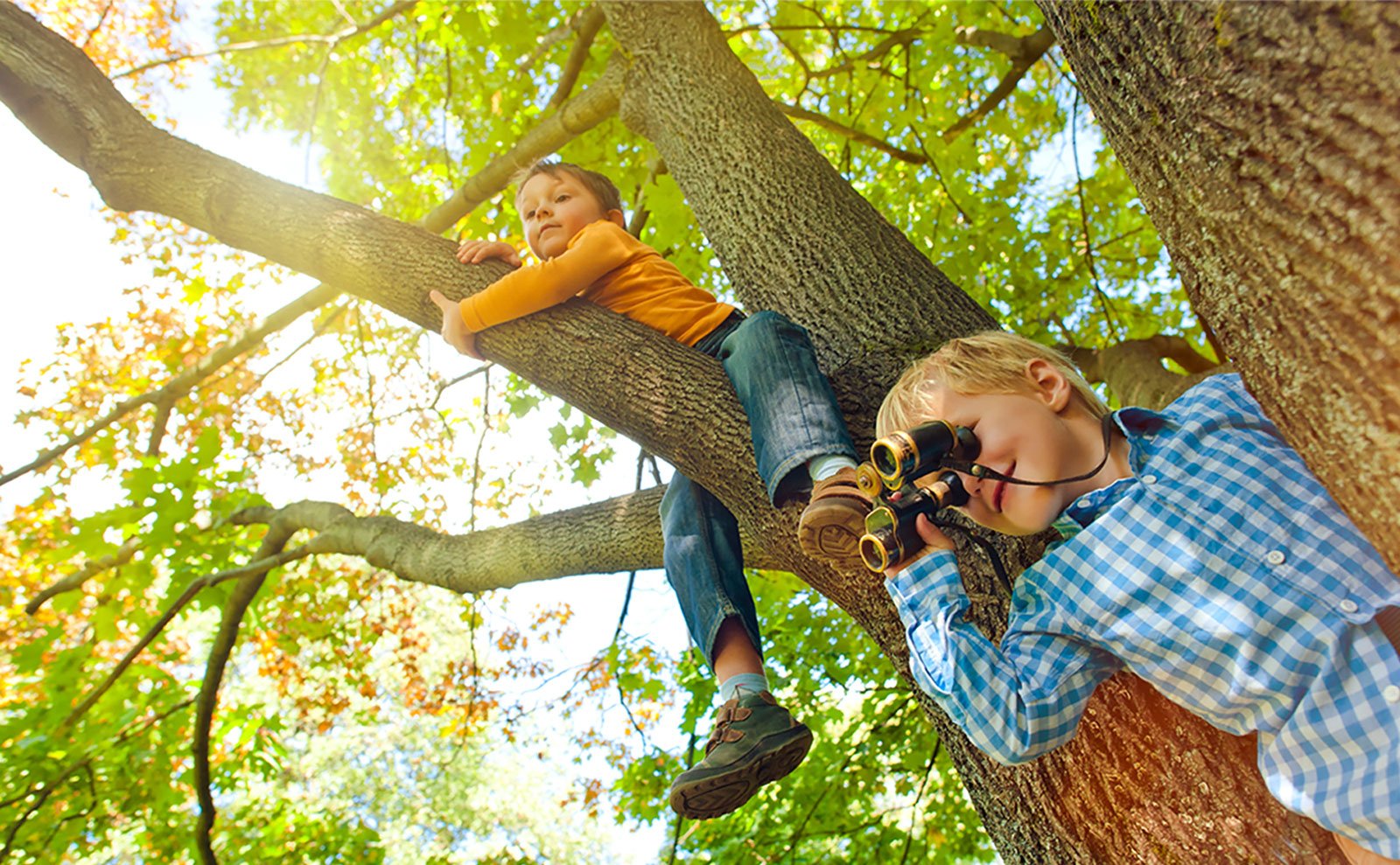 Finding the Right Ash Tree Replacement in Minnesota | Rainbow