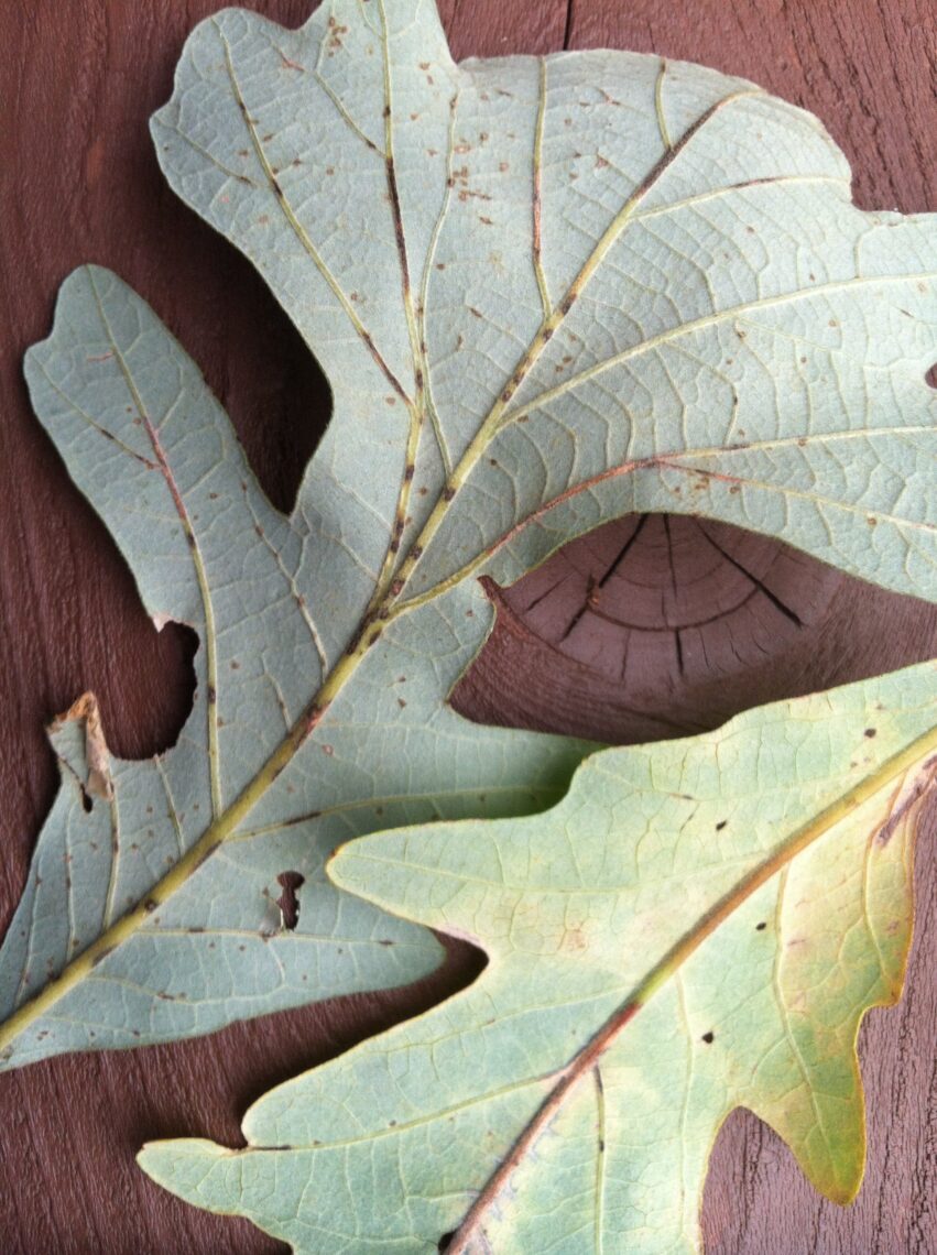 So What is Bur Oak Blight? | Rainbow Treecare