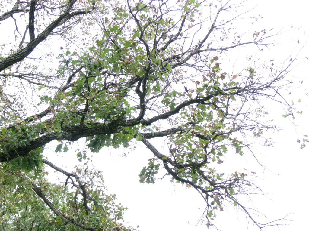 So What is Bur Oak Blight? | Rainbow Treecare