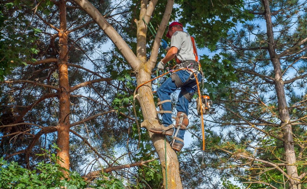 Be an Informed Tree Pruning Customer | Rainbow Treecare