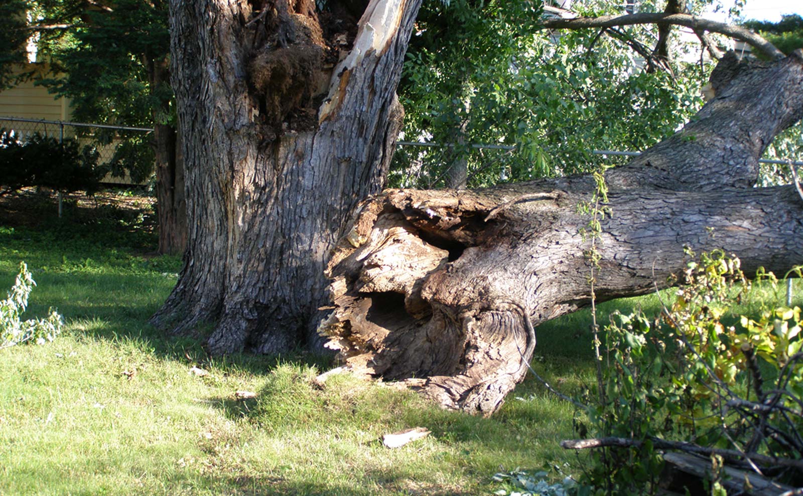 How to Handle Tree Storm Damage in Minnesota | Rainbow Treecare