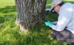 Arborist Tree Care Services in Minnesota | Rainbow Treecare