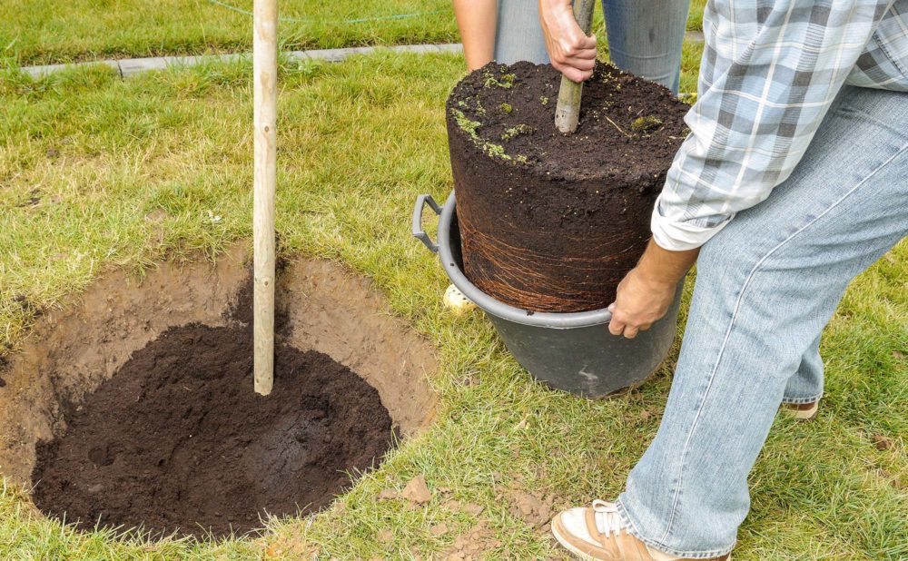 Tree Planting Basics for Minnesota Homeowners | Rainbow