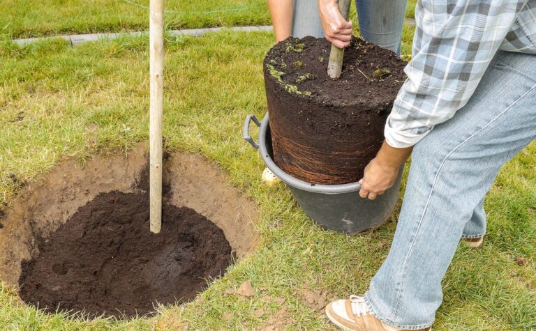 Tree Removal, Trimming & Diagnosis in MN | Rainbow Treecare