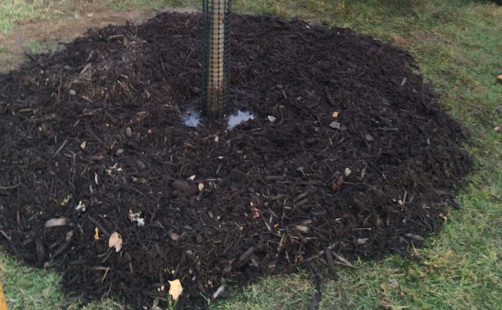 Tree Planting Basics for Minnesota Homeowners | Rainbow