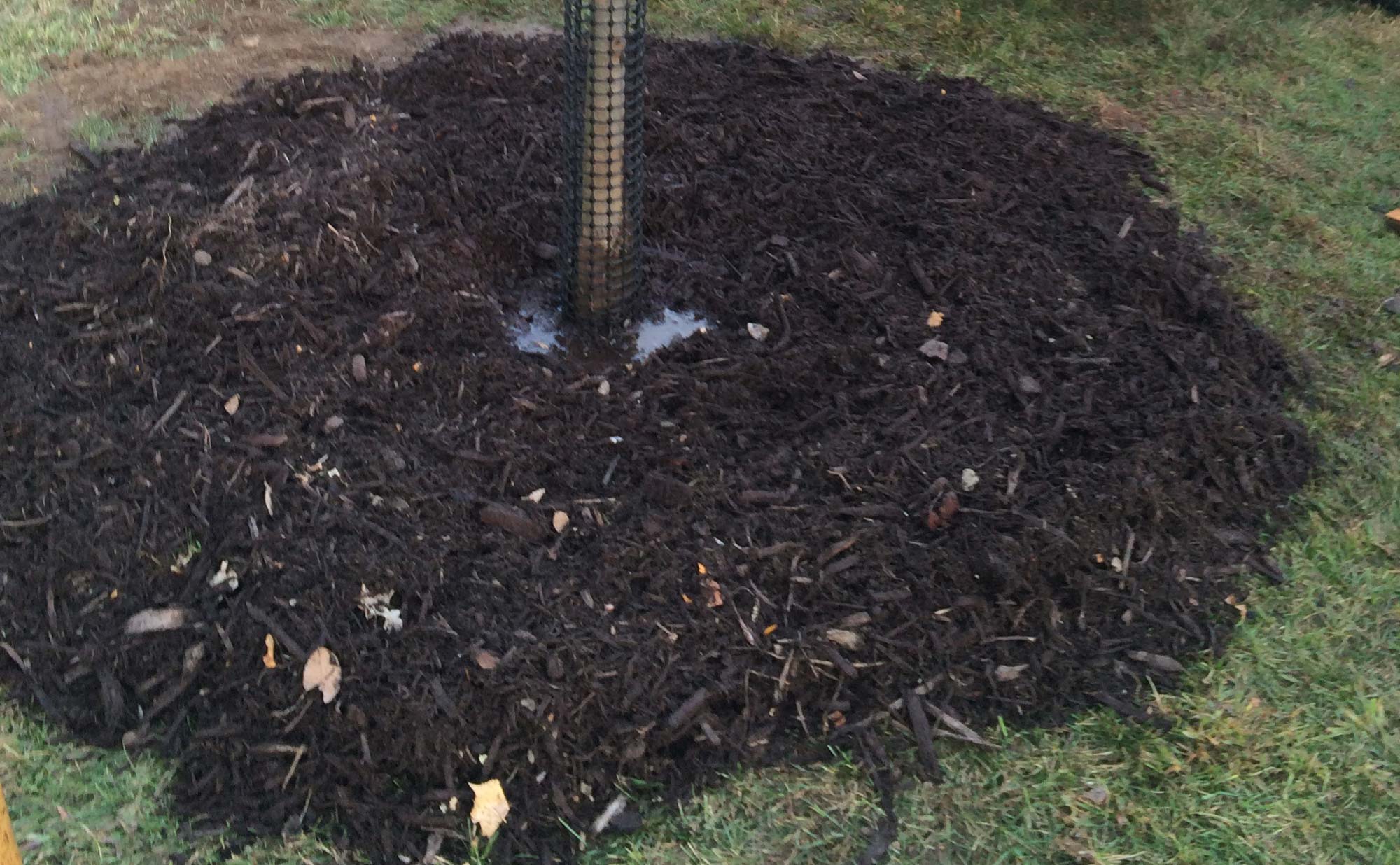 Tree Planting Basics for Minnesota Homeowners | Rainbow