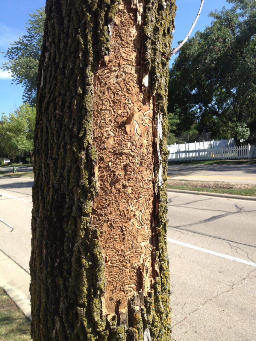My City Tagged My Tree in Minnesota, Now What? | Rainbow Treecare