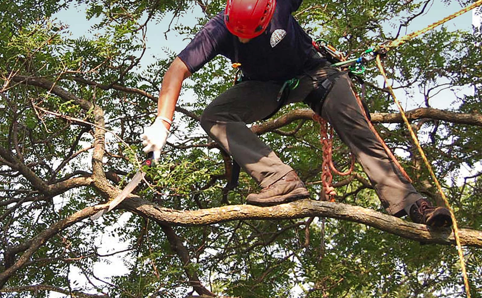 Healthy Trees Begin from the Ground Up | Rainbow Treecare