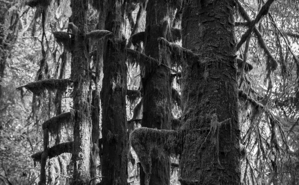 Scary Tree Stories That Will Chill You to the Bone | Rainbow