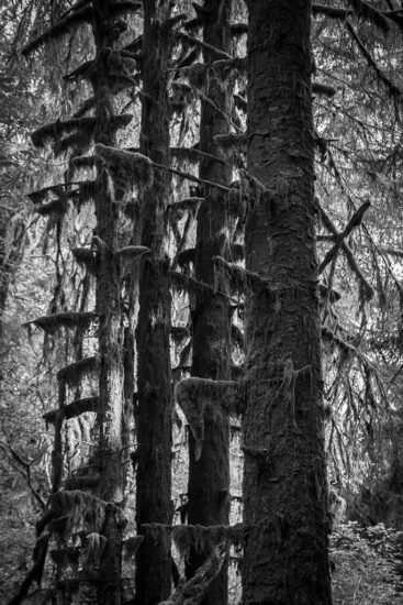 Scary Tree Stories That Will Chill You to the Bone | Rainbow