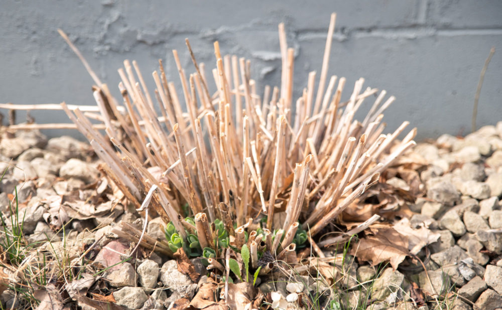 Spring Tree Care Checklist for Minnesota Homeowners | Rainbow