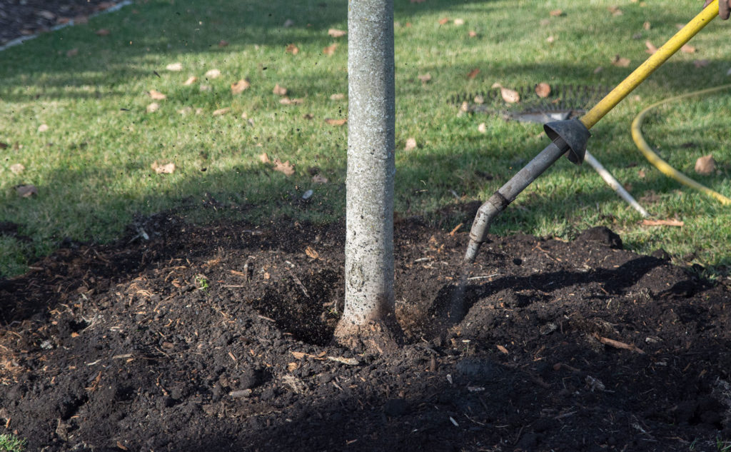 Healthy Trees Begin from the Ground Up | Rainbow Treecare