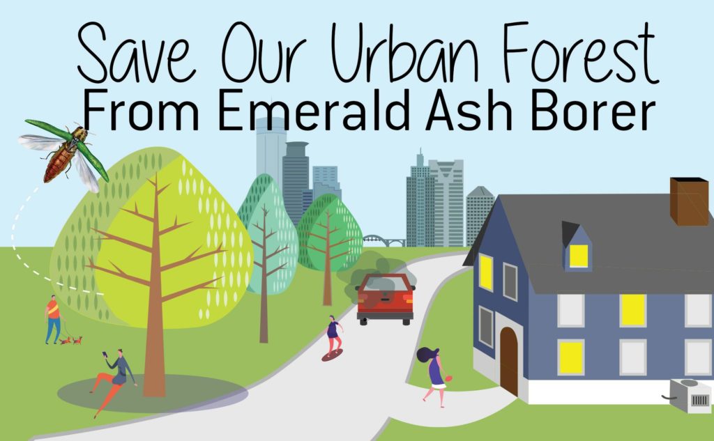 Tree Care Education for MN Homeowners | Rainbow Treecare