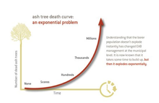 Emerald Ash Borer (EAB) in Minnesota Report for 2021 | Rainbow Treecare