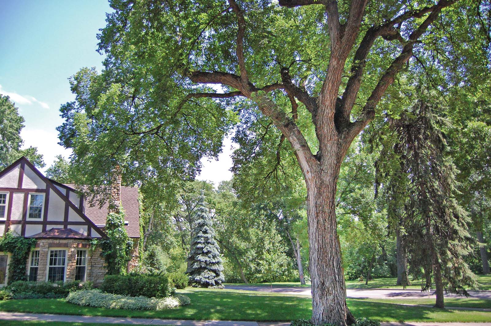 Tree Removal, Trimming & Diagnosis in MN | Rainbow Treecare
