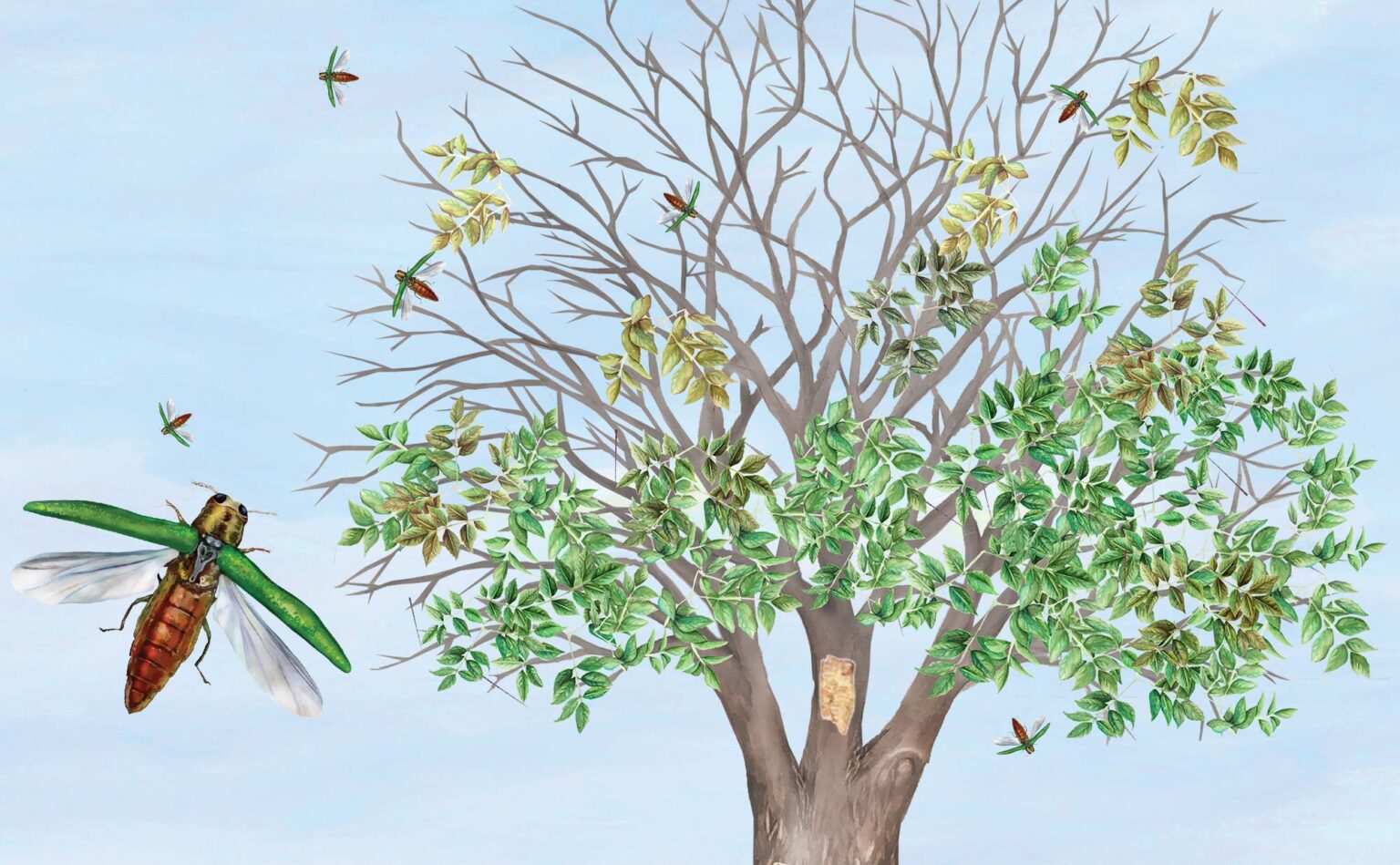 Arborist Tree Care Services in Minnesota | Rainbow Treecare