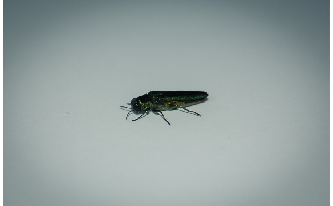 Tree Insect Treatment & Spray Services in Minneapolis | Rainbow Treecare