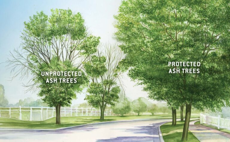 City of Eden Prairie Ash Injection Program | Rainbow Treecare