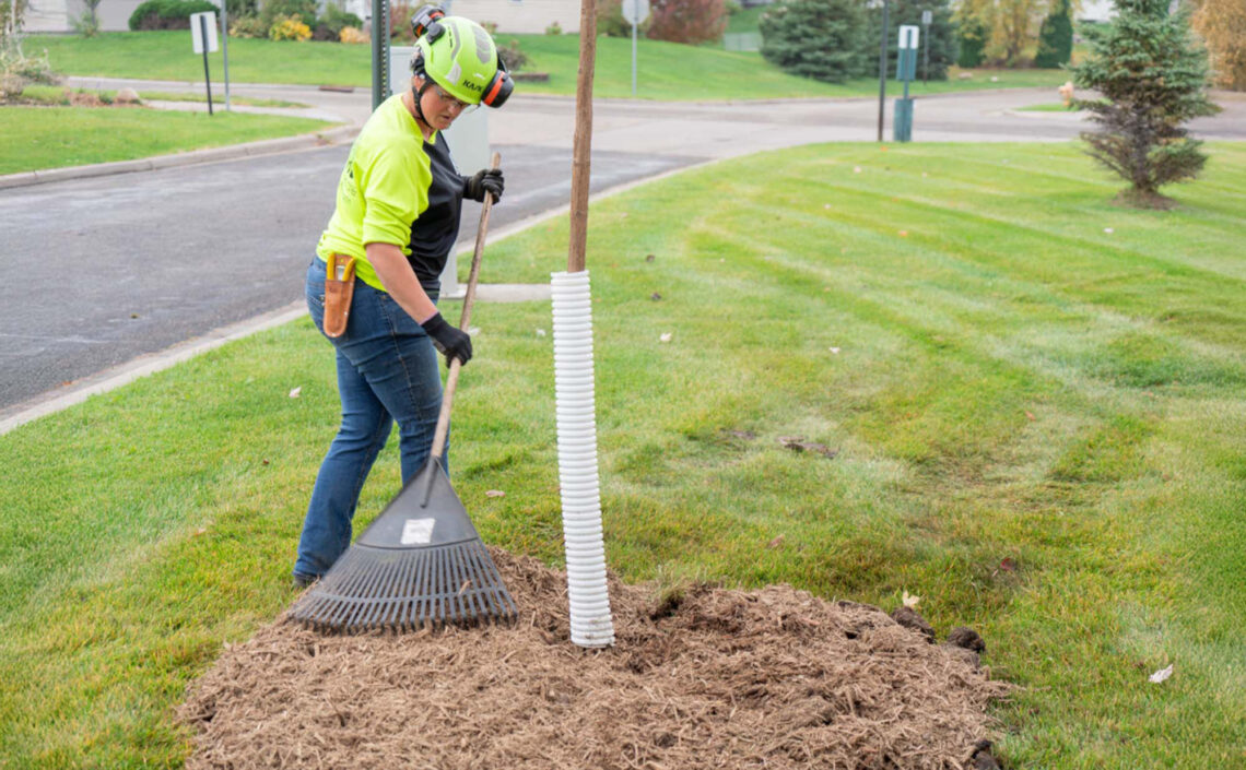 How to Plant a Tree in Your Yard | Rainbow Treecare