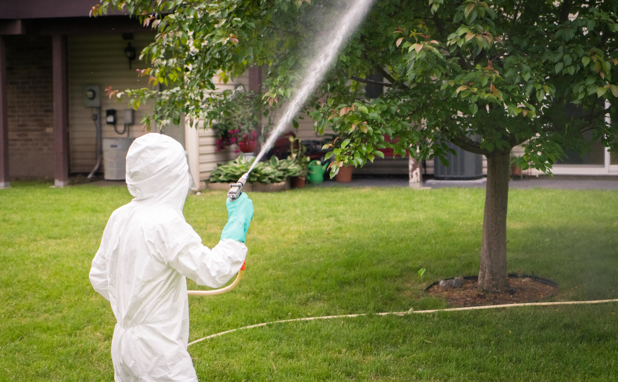 Tree Disease Treatments in Minneapolis | Rainbow Treecare