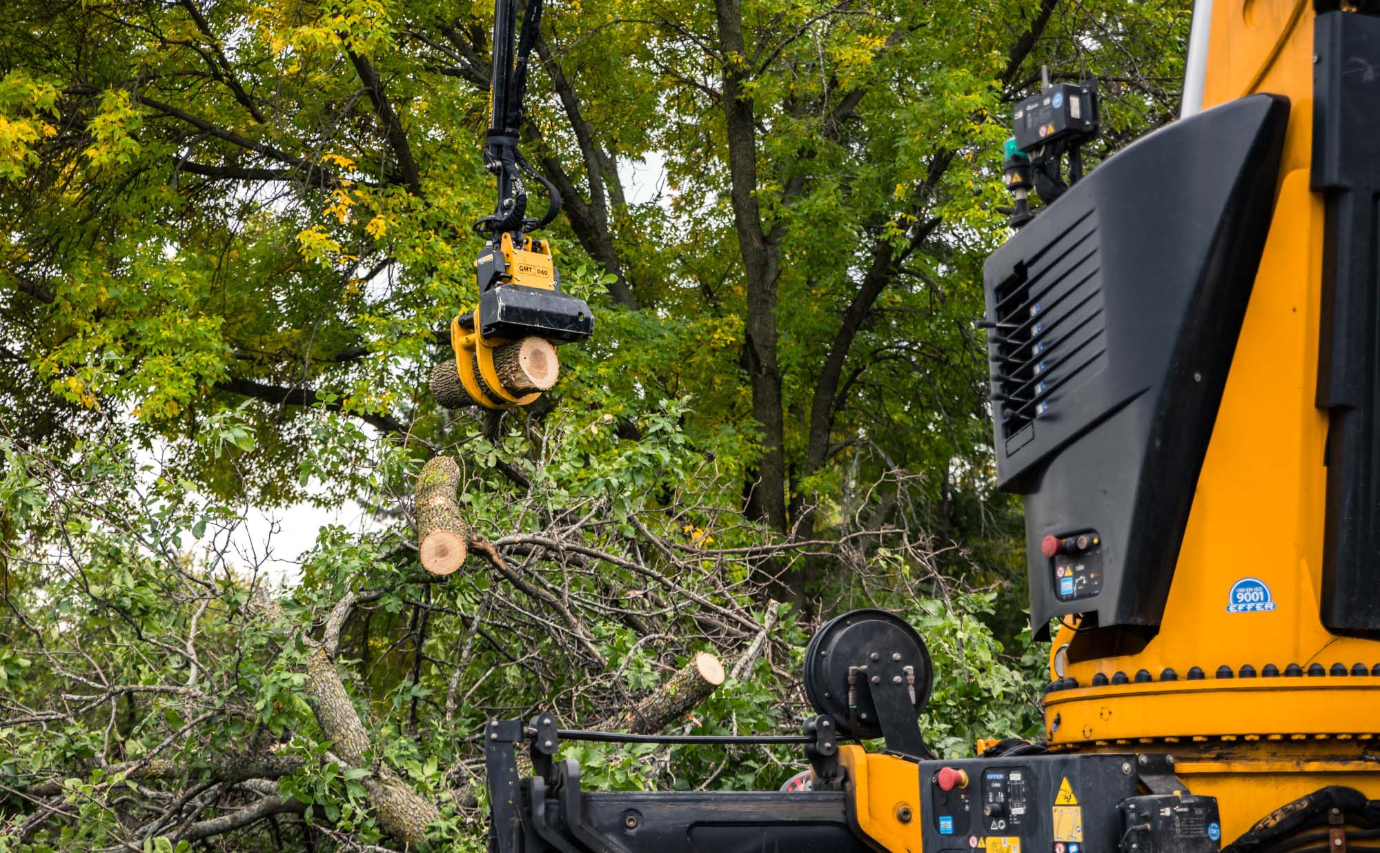 Why Hire an Expert for Ash Tree Removal | Rainbow Treecare