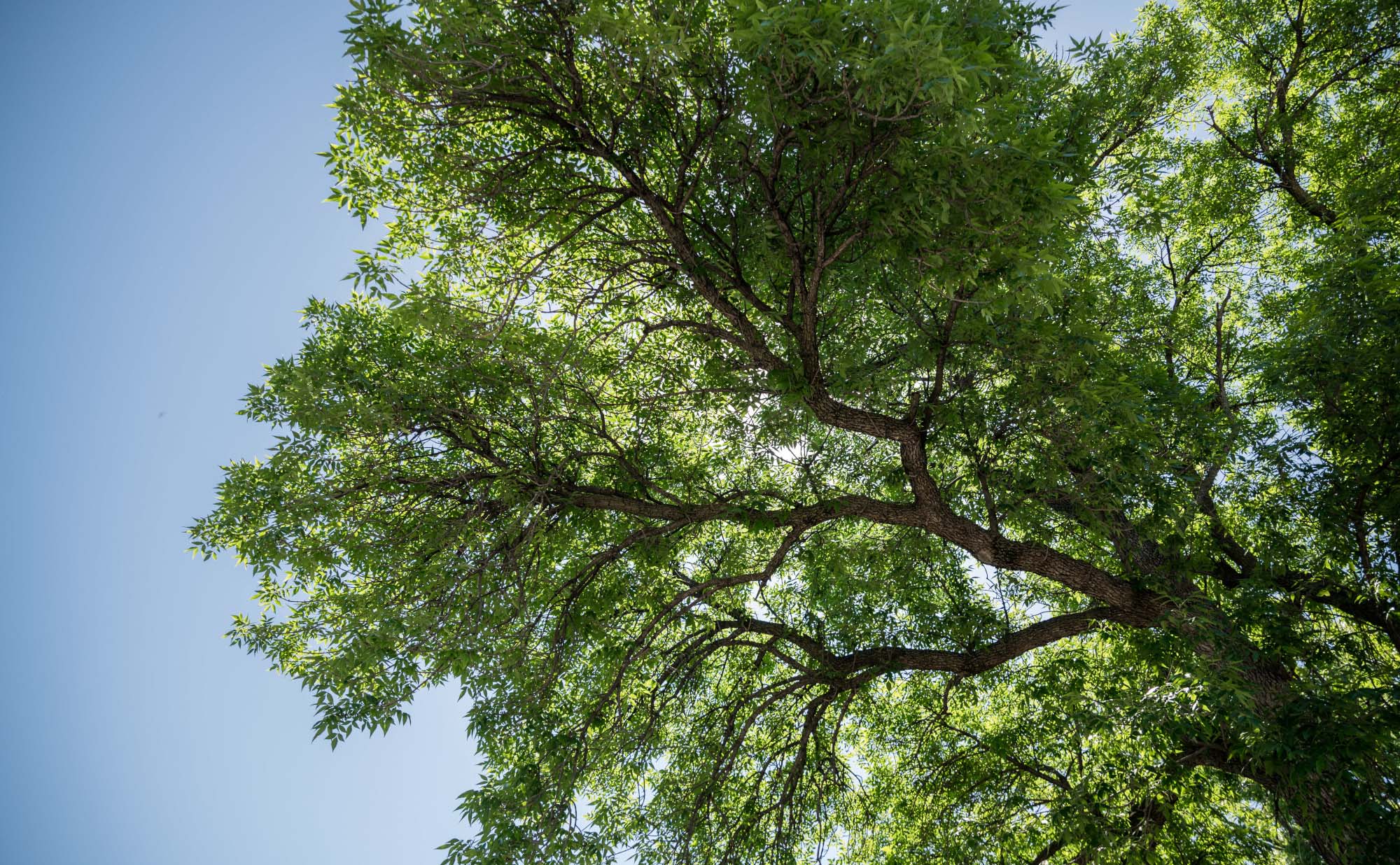 Five Tips to Keep Your Minnesota Trees Resilient | Rainbow Treecare