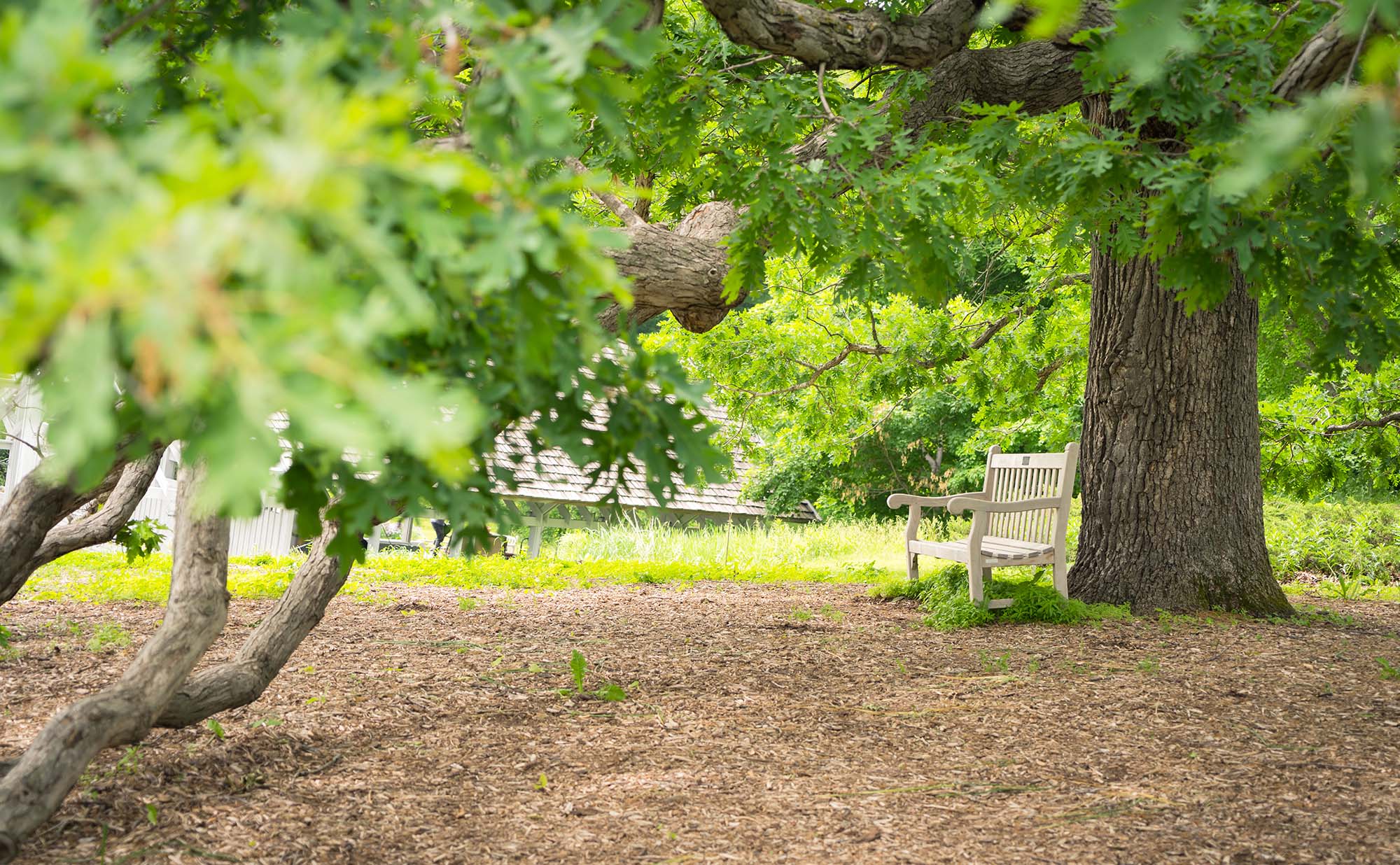Why Is My Oak Tree in Minnesota Dying? | Rainbow Treecare