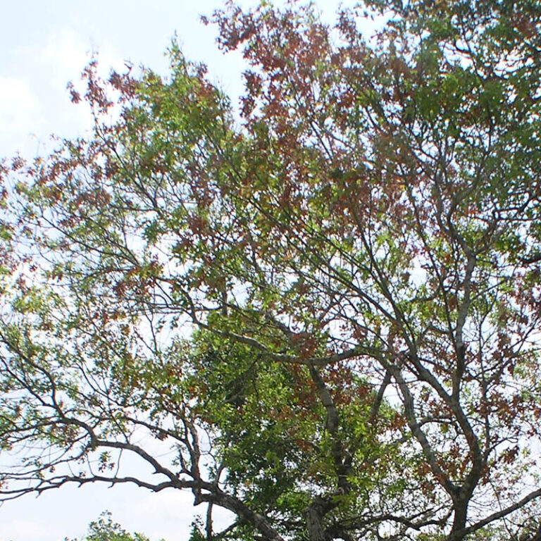 Why Is My Oak Tree in Minnesota Dying? | Rainbow Treecare