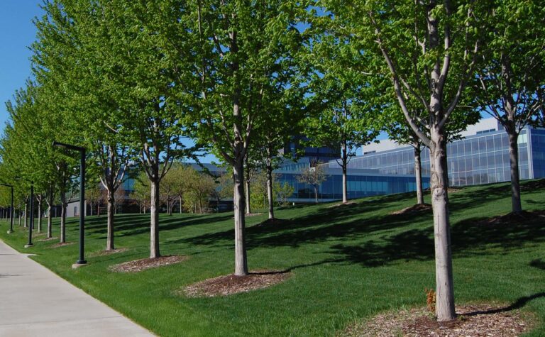 Local Professional Tree Planting Services in Minneapolis MN | Rainbow ...