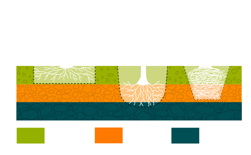 Professional Tree Planting Process for Minneapolis MN | Rainbow Treecare