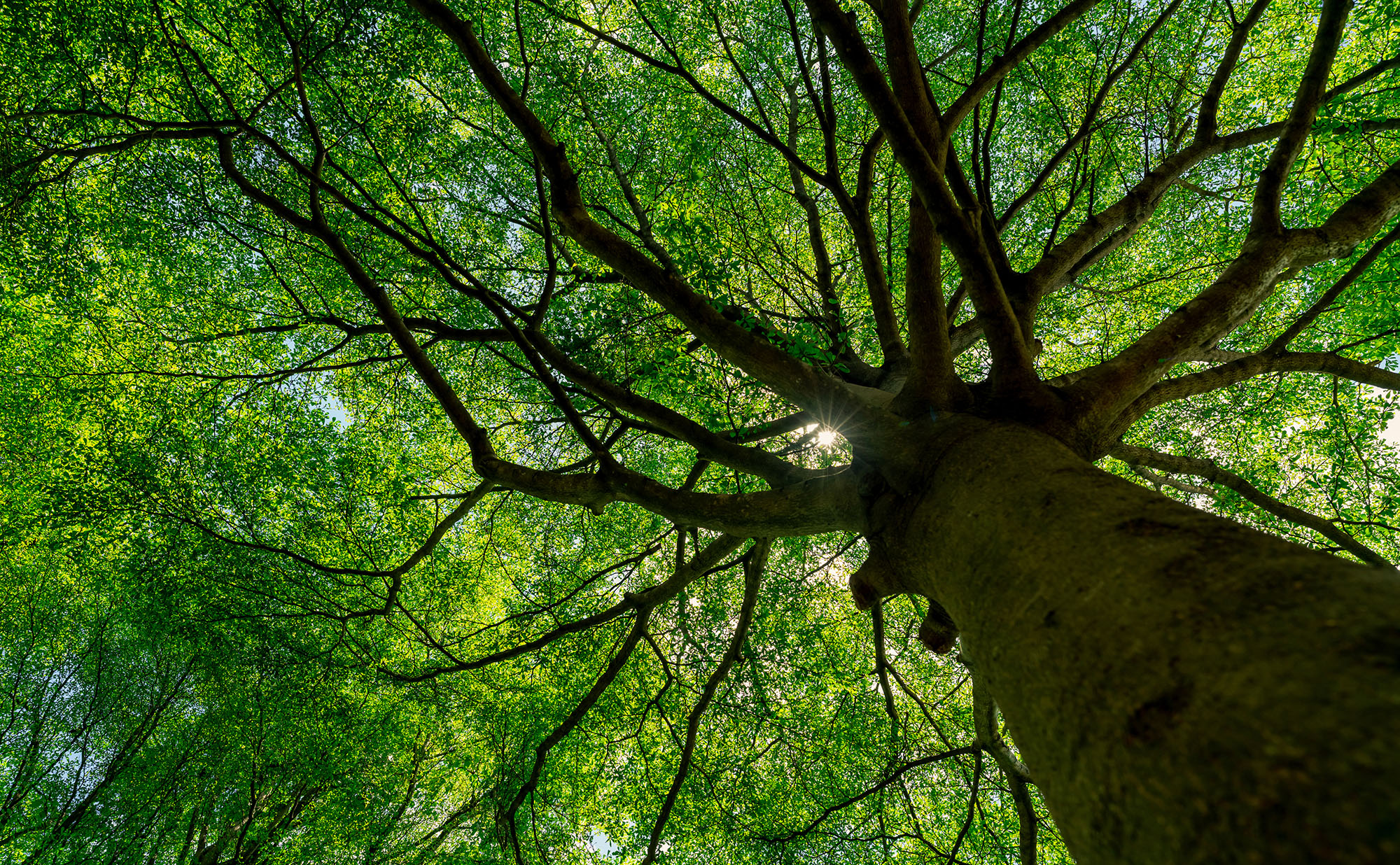 3 Considerations When Planting a Tree in Your Yard | Rainbow Treecare