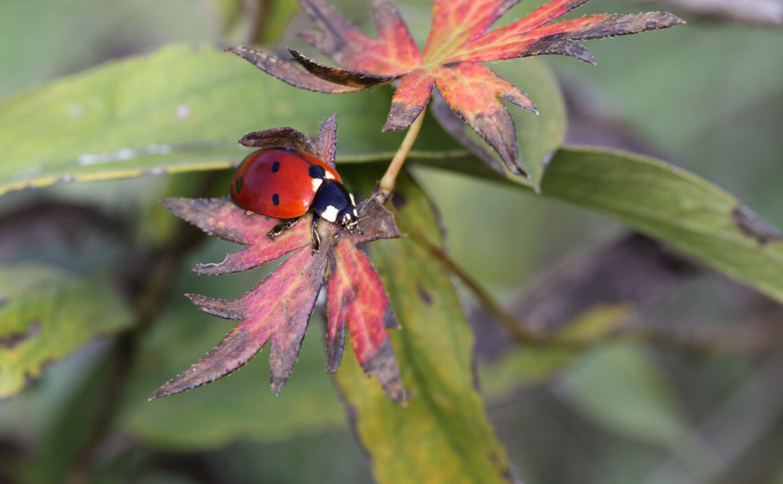 The Science of Fall Foliage | Rainbow Treecare
