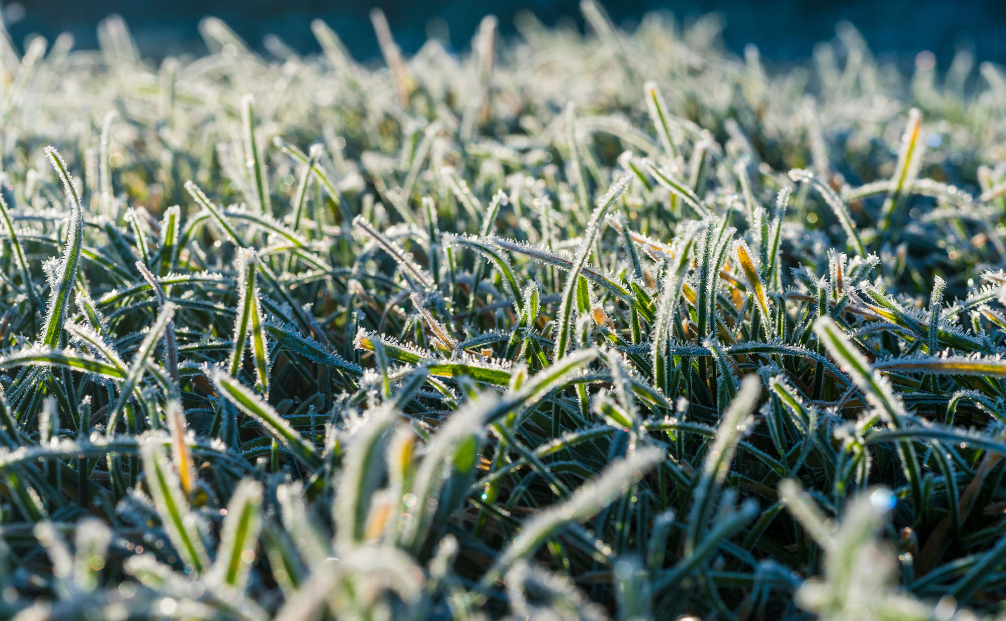 Climate Change and Our Changing Weather Patterns | Rainbow Treecare
