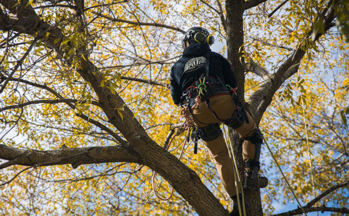 How to Choose the Best Tree Care Service Pros | Rainbow Treecare