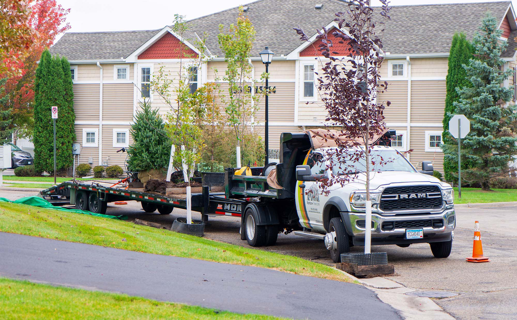 Why Tree Diversity Matters in the Twin Cities | Rainbow Treecare