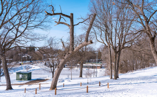 Dead Wood, New Life: The Wayzata Wildlife Snag Project | Rainbow Treecare