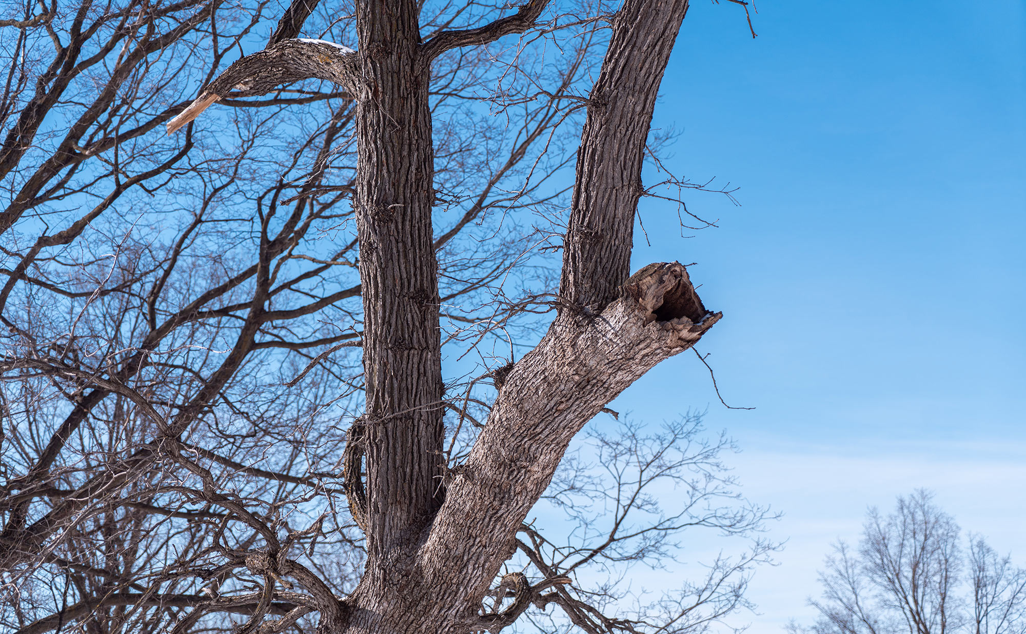 Dead Wood, New Life: The Wayzata Wildlife Snag Project | Rainbow Treecare